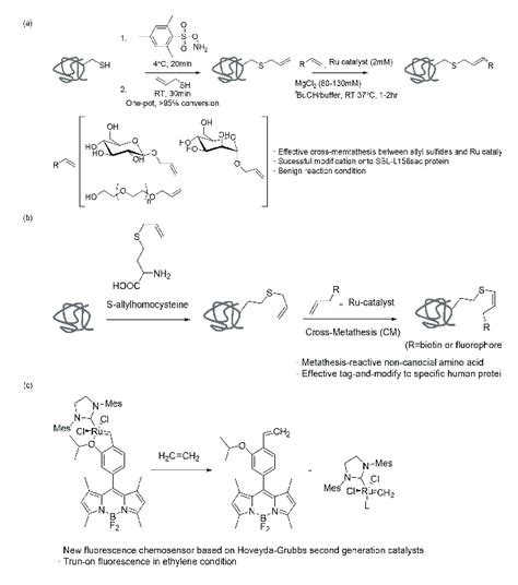 Olefin Cross Metathesis For Protein Modifications Download