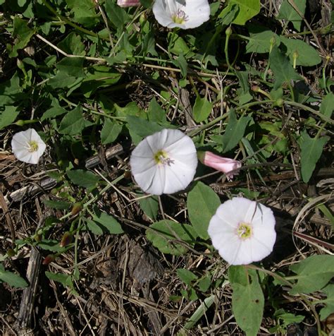 Convolvulaceae