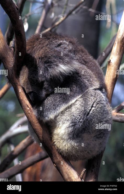 The Koala Phascolarctos Cinereus Inaccurately Koala Bear Sleeping