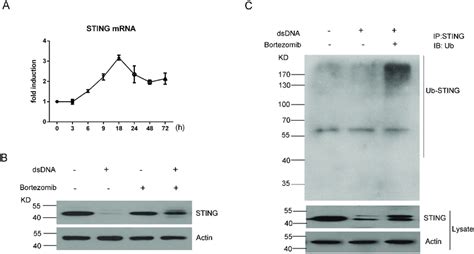 Proteasome Mediated Degradation Plays A Role In Sting Reduction A