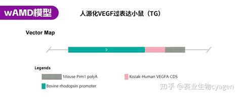 呵护光明未来——遗传性眼科疾病小鼠模型 知乎