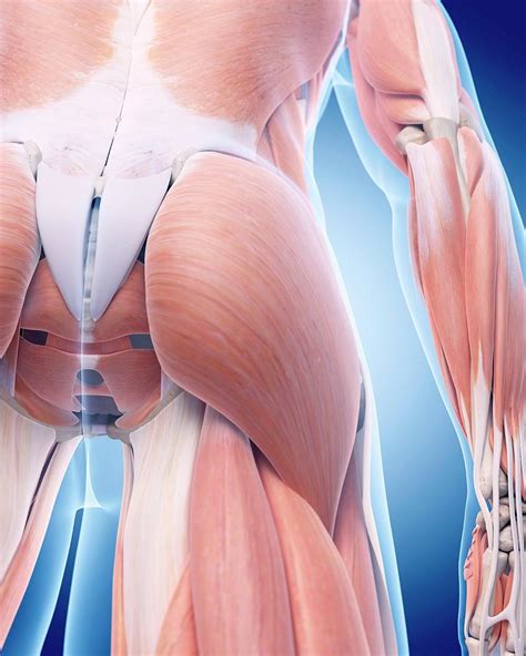 Human Buttock Muscles Photograph By Sebastian Kaulitzkiscience Photo Library Pixels
