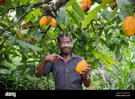 An African Farmer Points To A Ripe Cocoa Bean Freshly Picked From His