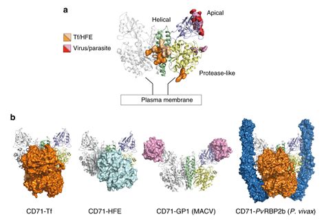 Ferritin Transferrin Receptor Vallone Lab