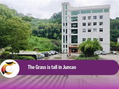 The Grass Is Tall In Juncao Post Courier