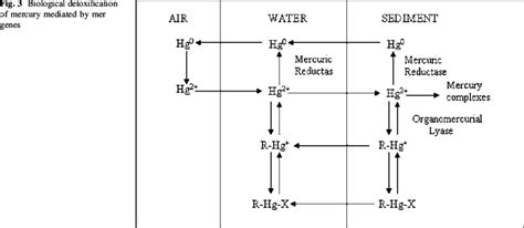 Biological Detoxification Of Mercury Mediated By Mer Genes Download