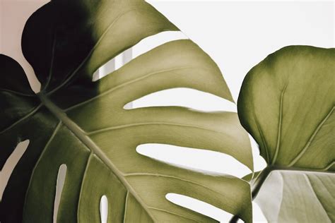 Monstera Deliciosa 나뭇잎 녹색 가정 녹색 엄지 손가락 녹지 리프 텍스처 몬스테라 무성한 단풍