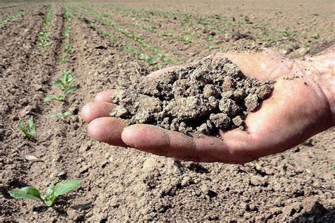 Caldo Coldiretti Puglia Sos semine in terreni aridi per siccità