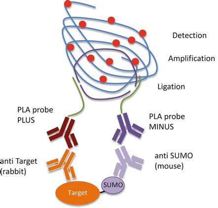 Detection Of Protein Protein Interactions And Posttranslational