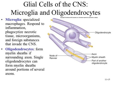 Basic Nerve Cell In Centeral Nervos Systemname Jordbrains