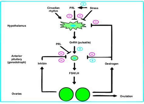 Hypothalamus Pituitary Anterior Ovary Axis Download Scientific Diagram