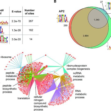 Inference Of Transcription Factor Binding Motifs In The T Gondii
