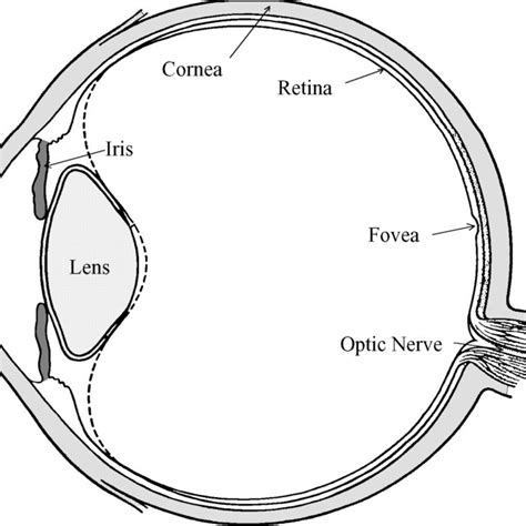 6 Veiling Reflections Download Scientific Diagram