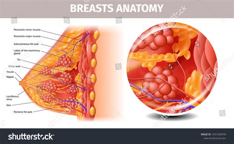 Vektor Stok Woman Breasts Anatomy Highly Detailed Close Tanpa Royalti
