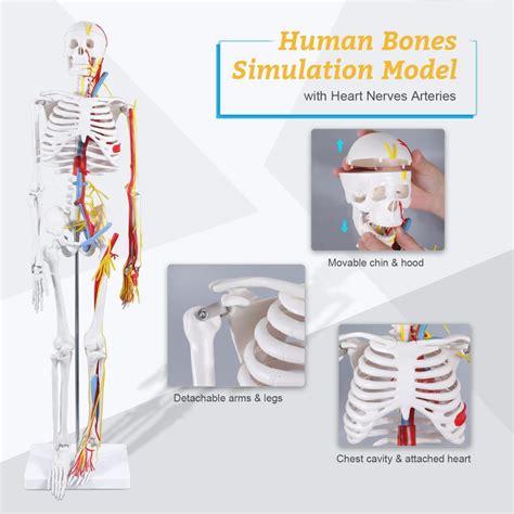 Human Skeleton Model With Nerves Blood Vessels 85CM Tall