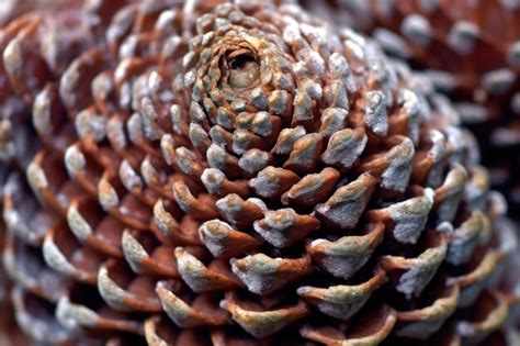 Premium Ai Image Pinecone Macro Showcasing Detailed Spirals Created