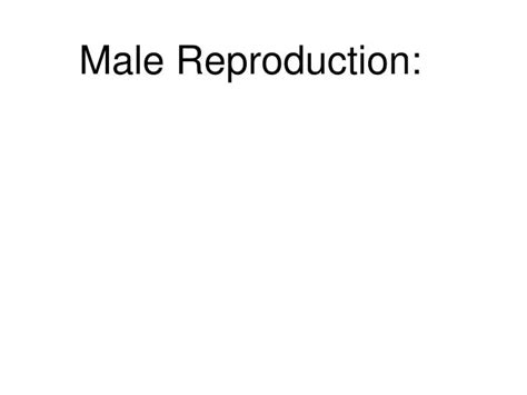 Ppt Male Reproduction Powerpoint Presentation Free Download Id