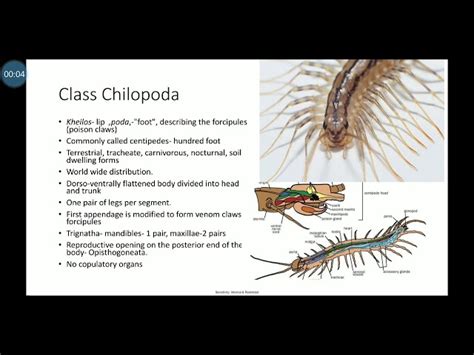 Chilopoda
