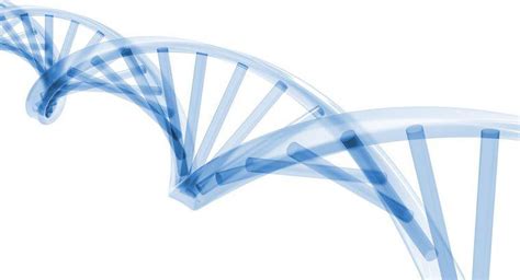 Cuáles son los cuatro pasos de la replicación del ADN