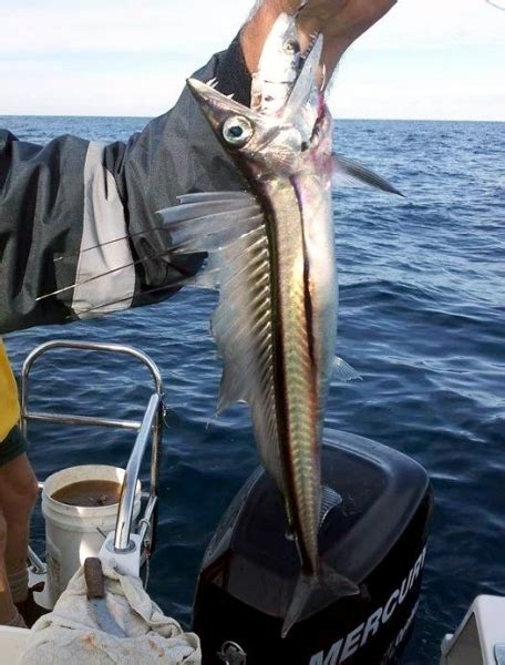 Lancetfish Ocean Treasures Memorial Library