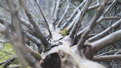Free Photo Dead Tree Dead Nature Tree Free Download Jooinn