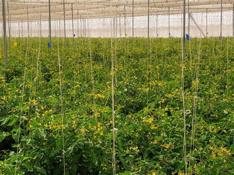 Prefab Low Cost Shade Net House For Agriculture At Rs Square Meter In Gandhinagar ID