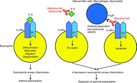 1 Il 5 Signaling And Biologics Il 5 Binds To The Il 5 Receptor α Download Scientific Diagram