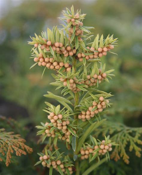 Taxus Baccata Watnong Gold Dwarf Spreading Golden English Yew Kigi