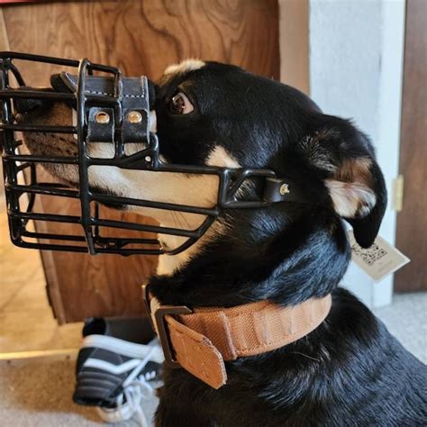 Polymer Coated Wire Muzzle Muzzle 31 Sizes Etsy