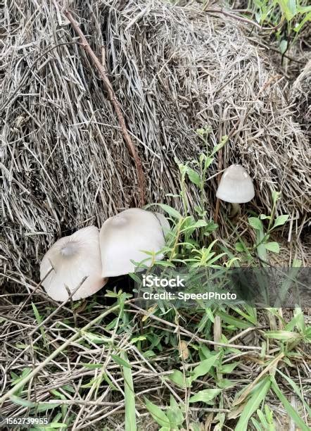 Sebuah Fotografi Sekelompok Jamur Duduk Di Atas Tumpukan Jerami Ada Dua