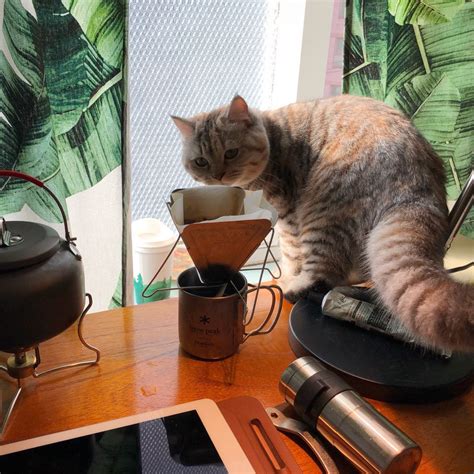 다이아 On Twitter Rt Shaki Seoul 이상한 나라의 앨리스 속 체셔 고양이 같다 인간의 커피를 호시탐탐 노리는 표정 하며 엄청난 꼬리 두께하며