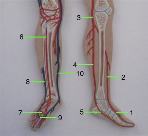 Lower Appendages Diagram Quizlet