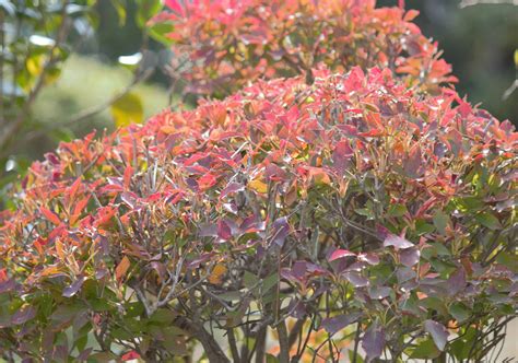 里の紅葉 つれづれ日記 楽天ブログ