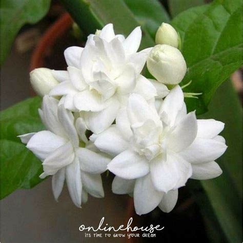 Jual Benih Bibit Biji Jasmine Melati Shopee Indonesia