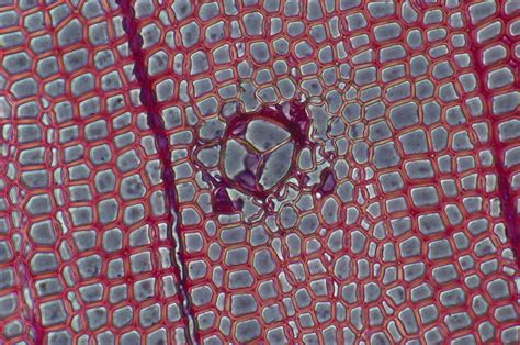 Pinus Strobus Photograph By Robert Knauft Biology Pics Pixels