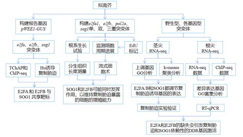 Molecular Plant Chip Seq Rna Seq解析e2f转录因子在植物复制胁迫响应中的独特和互补作用 知乎
