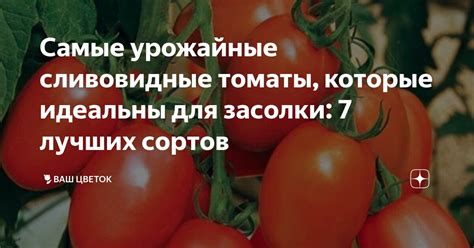 Самые урожайные сливовидные томаты которые идеальны для засолки 7