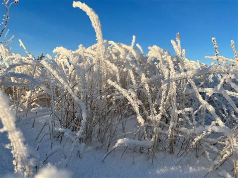 A Variety Of Grass Under A Layer Of Snow And Ice On A Sunny Winter Day
