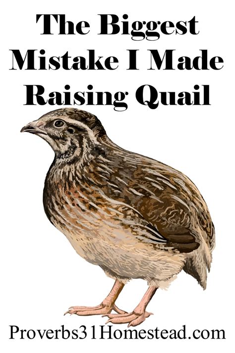The Biggest Mistake I Made Raising Quail Proverbs 31 Homestead