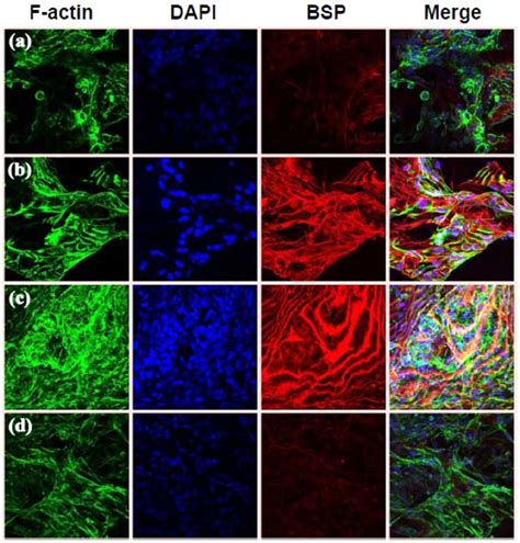 Immunofluorescence Analysis Of Bsp On A C Col Scaffold And B D Cm