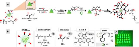 Tailored Branched Polymerprotein Bioconjugates For Tunable Sieving Performance Acs Macro Letters