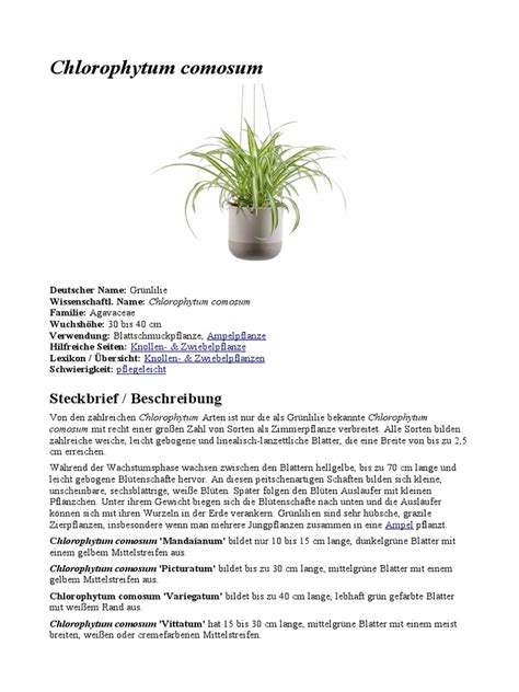 Chlorophytum Comosum Pdf