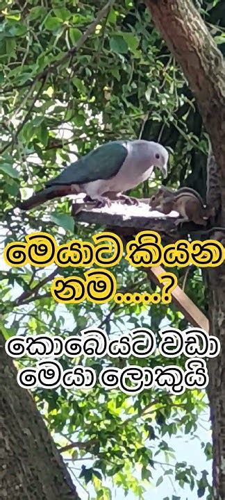 කොබෙයියන් Youtube