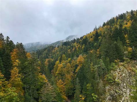 Forest Ambiences Nature Sound Effects Library