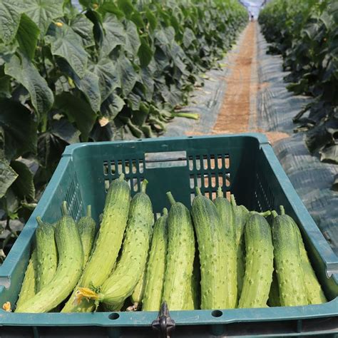 오이 백다다기 특품 3kg 홈플러스 택배배송