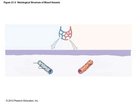 Capillaries Diagram Quizlet