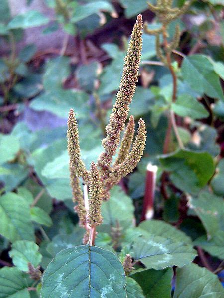 Amaranth Identification Eat The Weeds And Other Things Too