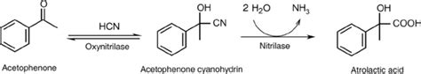 Enzymatic Synthesis Of 2 Hydroxy 2 Phenylpropionic Acid Atrolactic