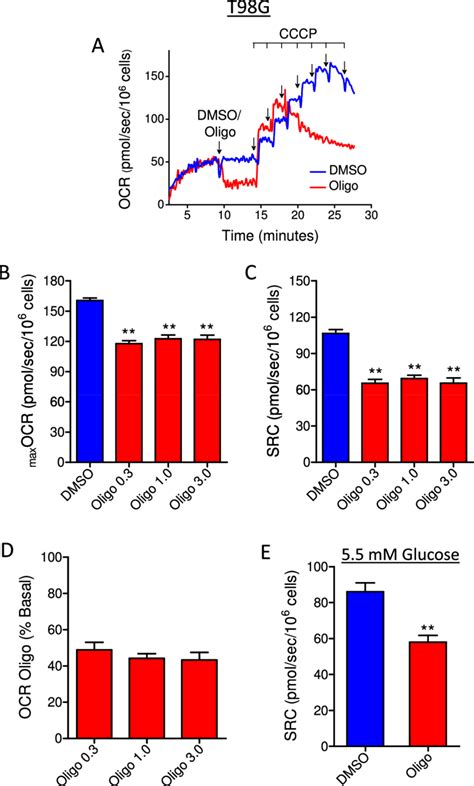 Effect Of Different Concentrations Of Oligomycin And Glucose On