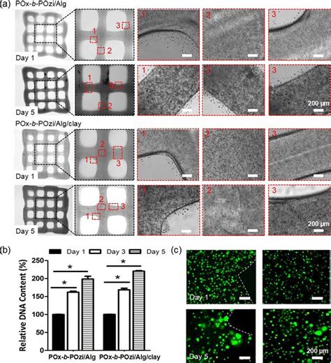 Cell Nih 3t3 Fibroblasts Distribution Proliferation And Viability